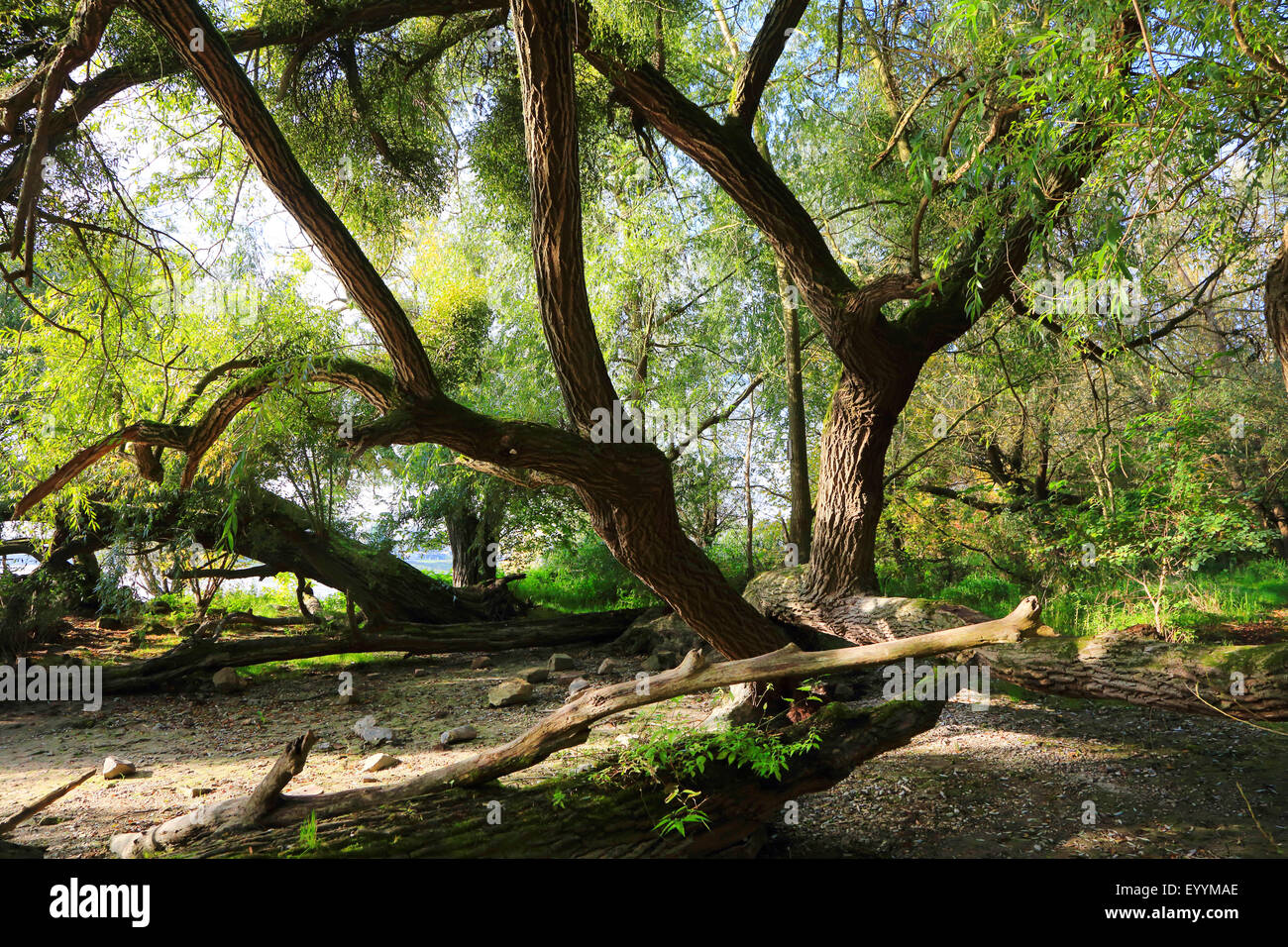 Broken willows hi-res stock photography and images - Alamy