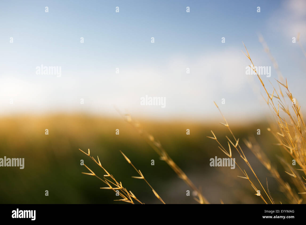 Summer background hi-res stock photography and images - Alamy