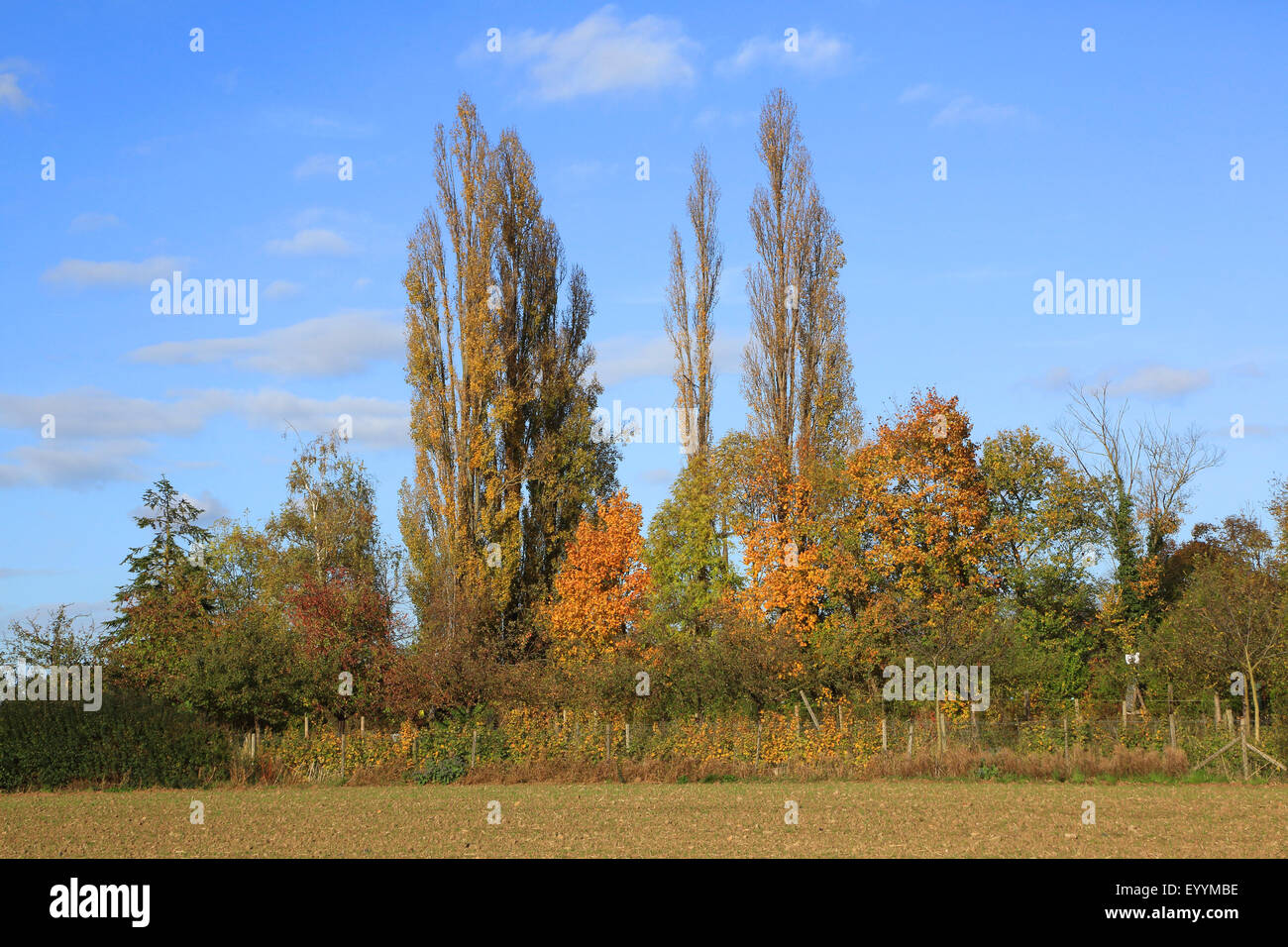 lombardy poplar (Populus nigra var. italica, Populus nigra 'Italica ...