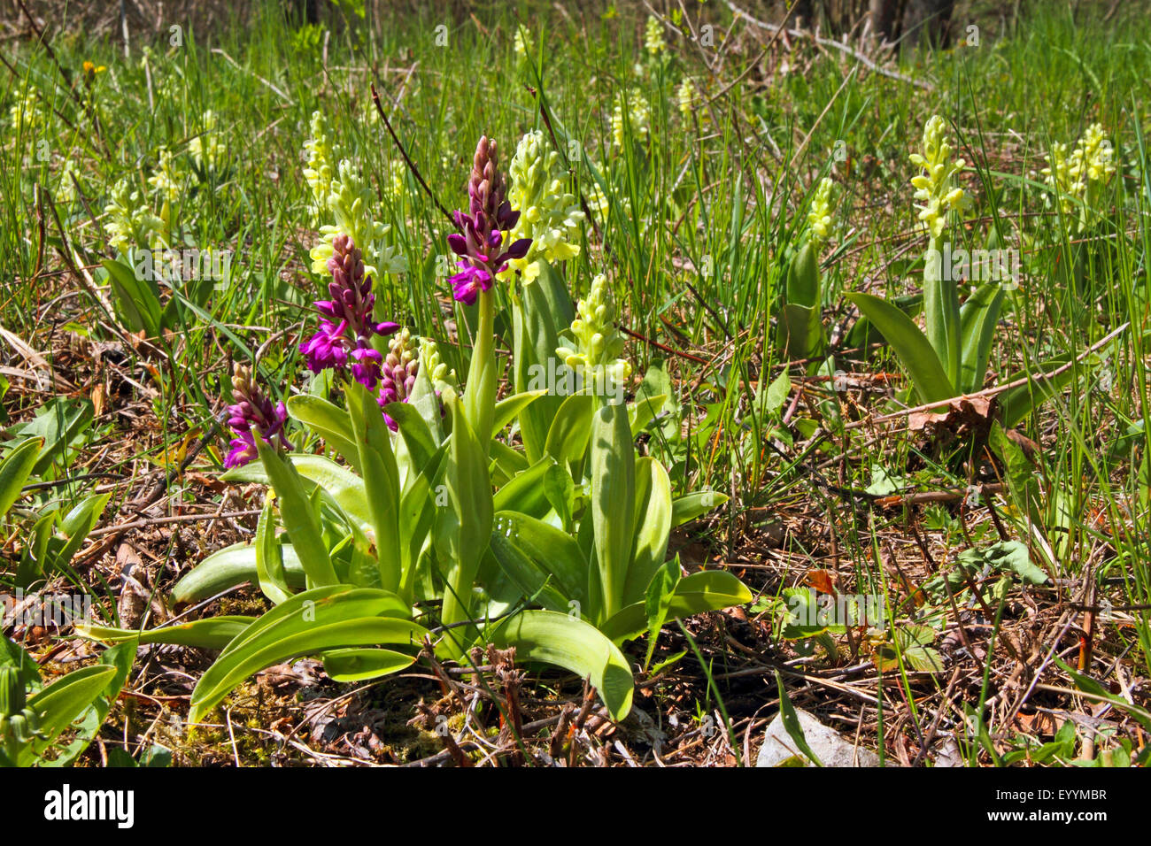 Specimen plant hi-res stock photography and images - Alamy