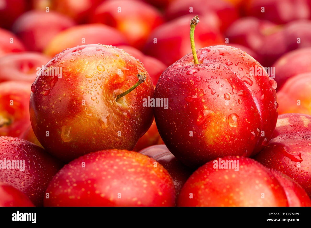 red plum closeup Stock Photo - Alamy
