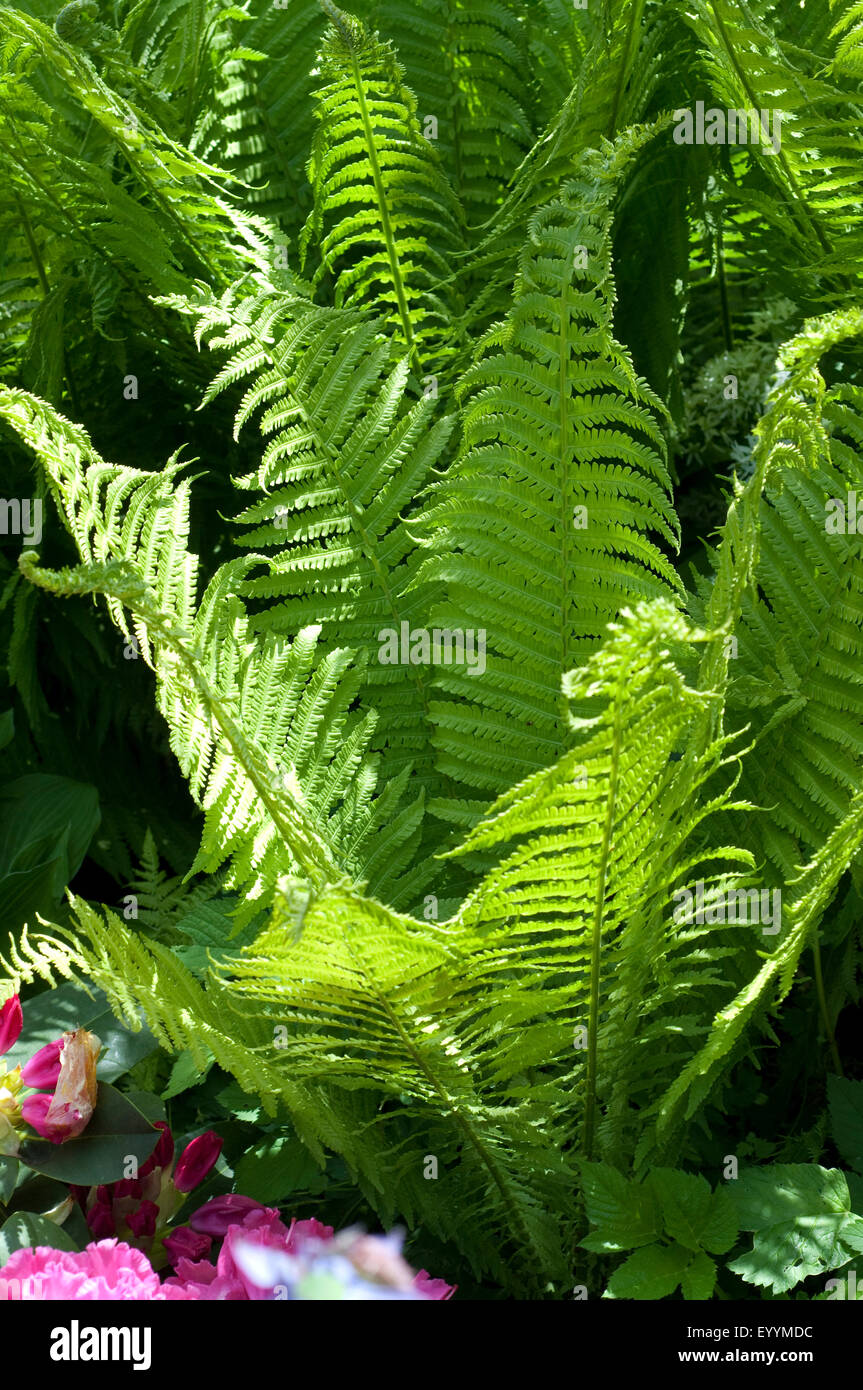 Echter Farn High Resolution Stock Photography and Images - Alamy