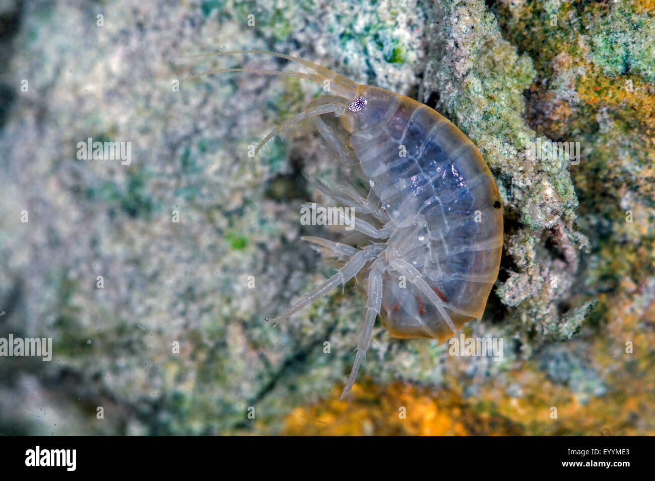 Lacustrine amphipod, Lacustrine shrimp (Gammarus roeseli), swimming ...