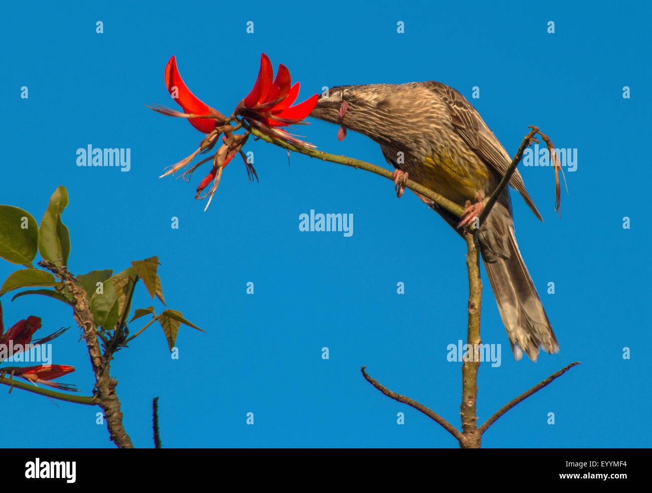 Wattle flower hi-res stock photography and images - Alamy