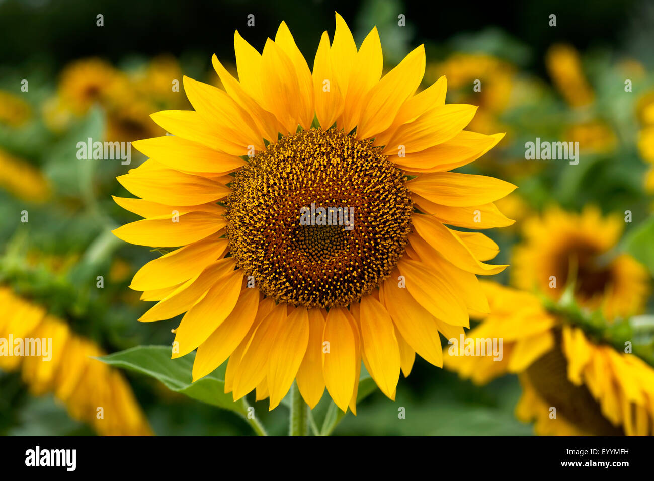 Sun_flower hi-res stock photography and images - Alamy