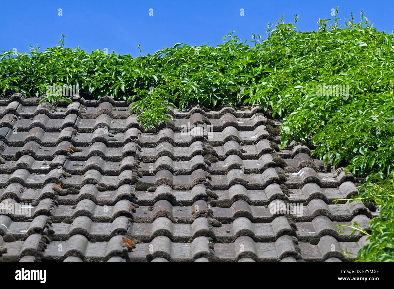 Boston ivy, Japanese creeper (Parthenocissus tricuspidata), on a roof ...