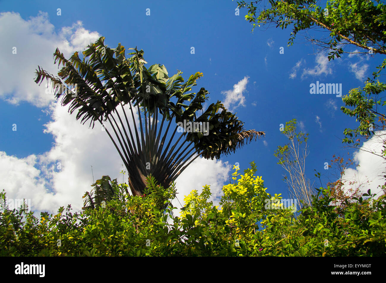 African Tree Leaves Flowers High Resolution Stock Photography and ...