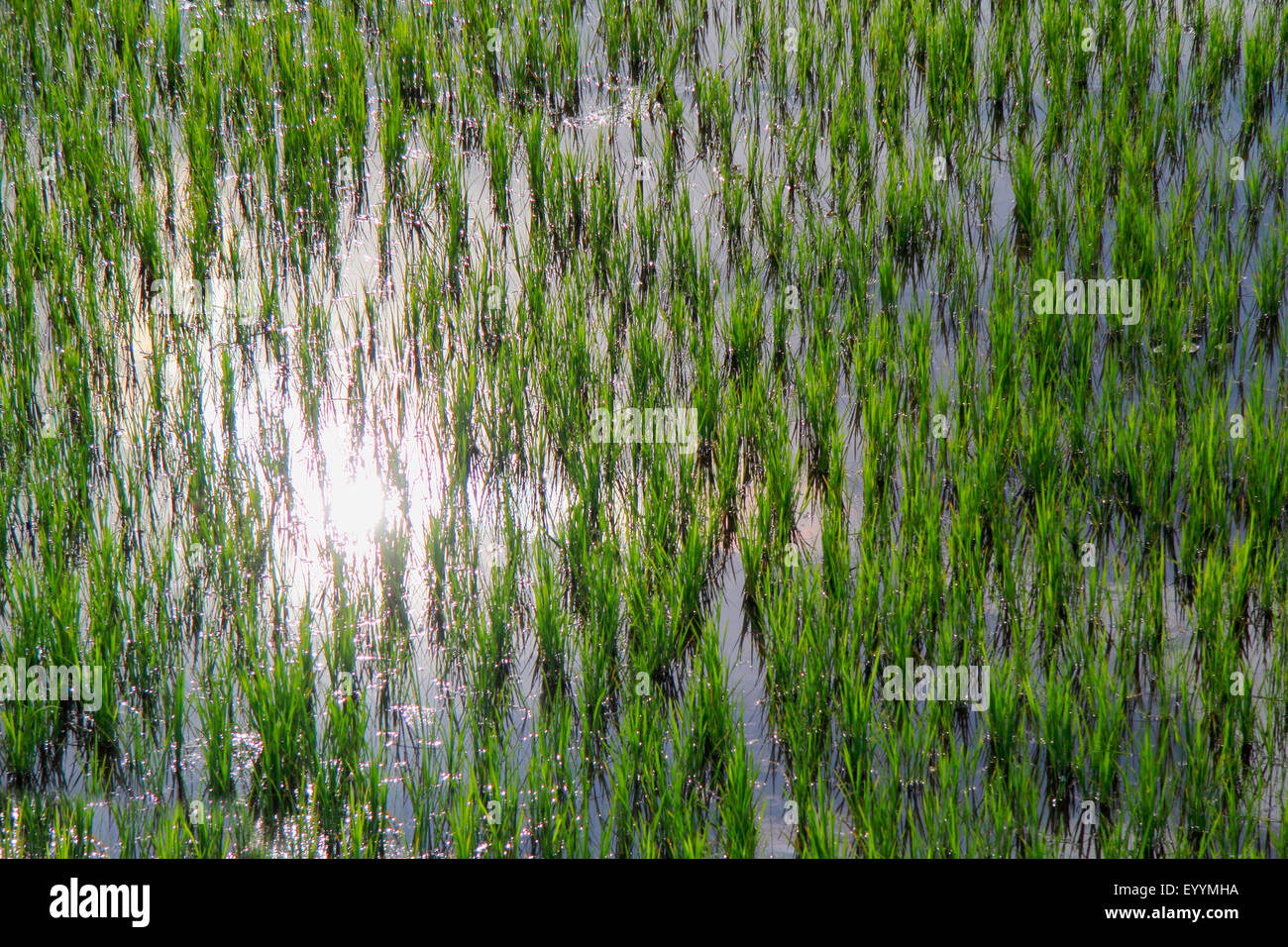 Sun Rice Stock Photos & Sun Rice Stock Images - Alamy