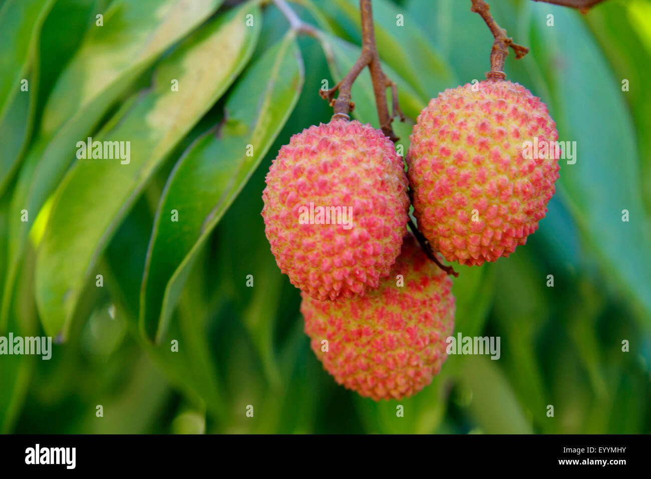 Litchi Tree High Resolution Stock Photography and Images - Alamy