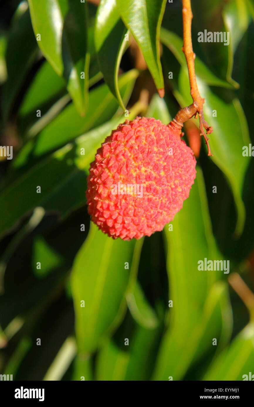 Litchi Tree High Resolution Stock Photography and Images - Alamy