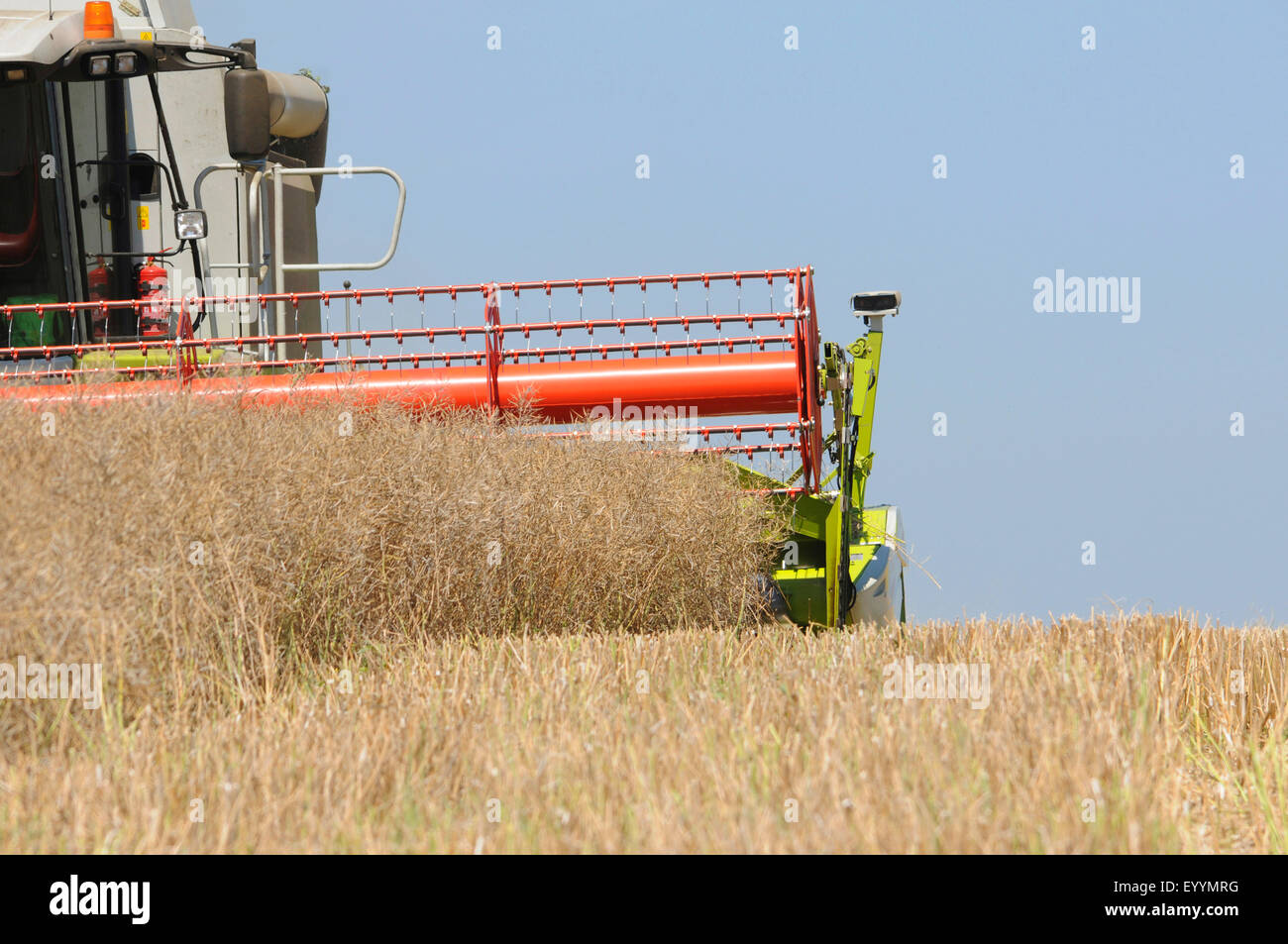 rape, turnip (Brassica napus), rapeseed harvest with combine harvester ...