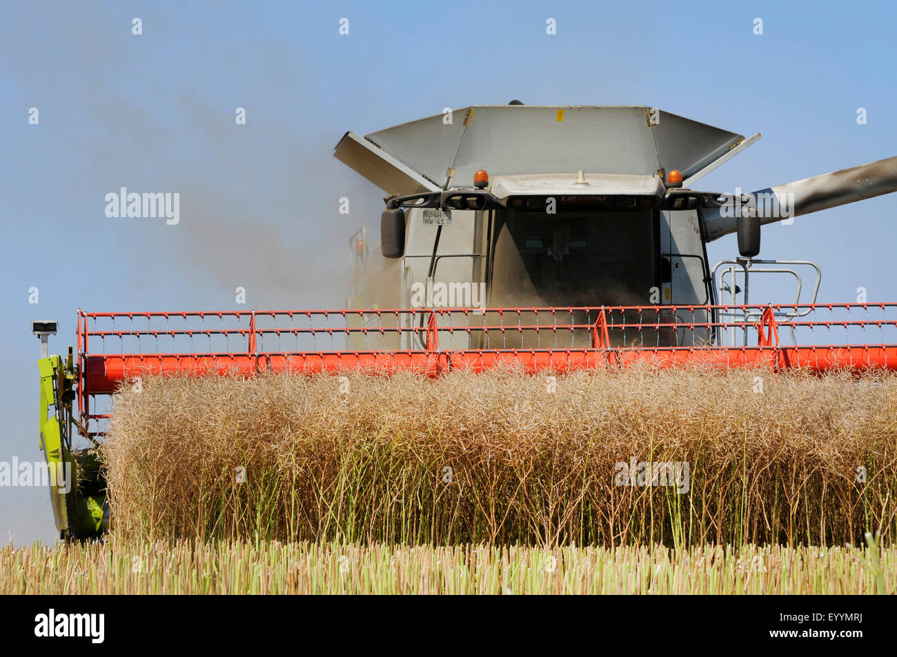 rape, turnip (Brassica napus), rapeseed harvest with combine harvester ...