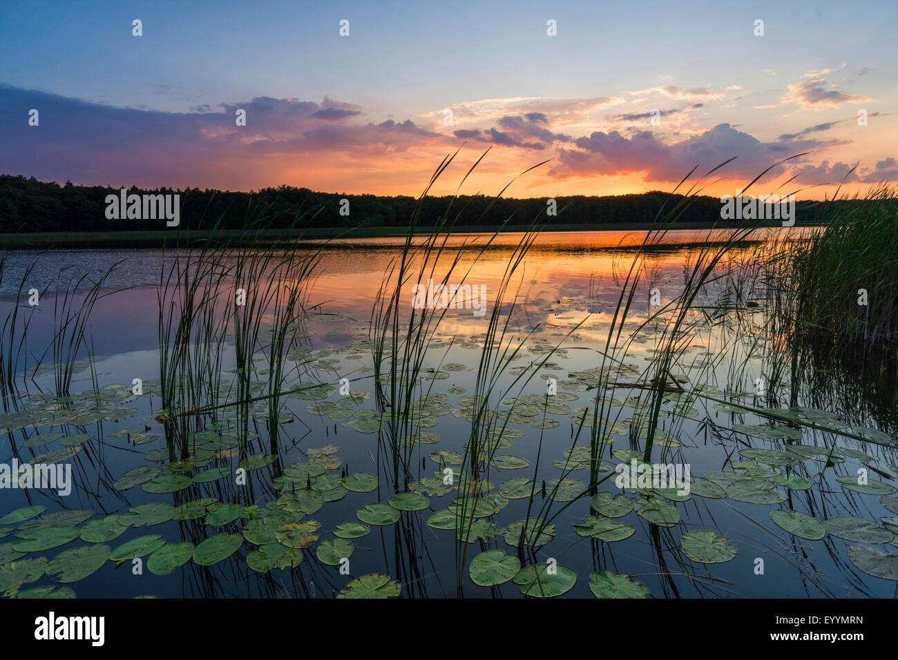 Templin germany forest hi-res stock photography and images - Alamy