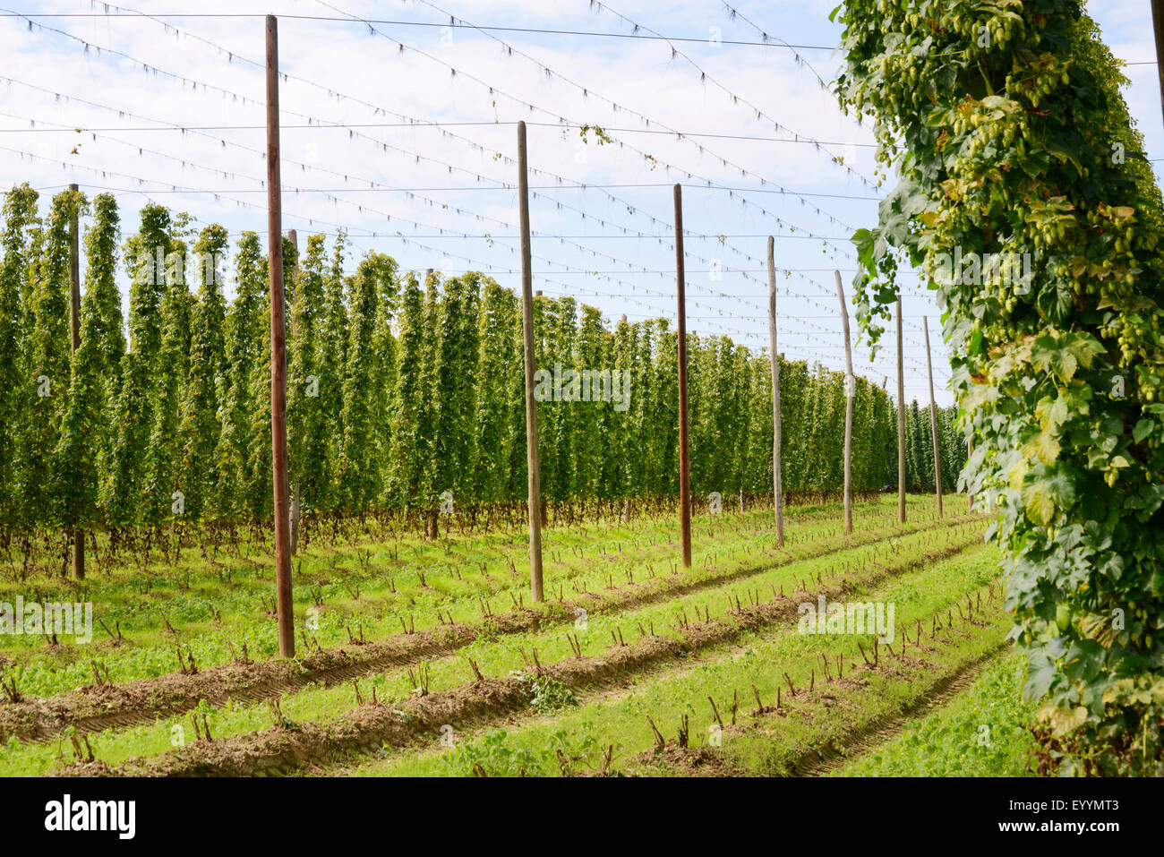 common hop (Humulus lupulus), hop garden, harvesting hops, Germany ...