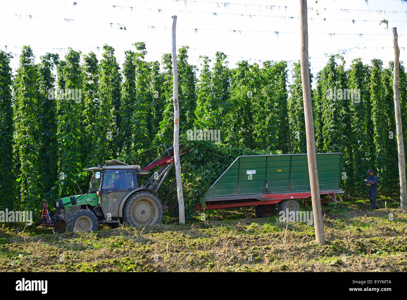 Hop farm bavaria hi-res stock photography and images - Alamy
