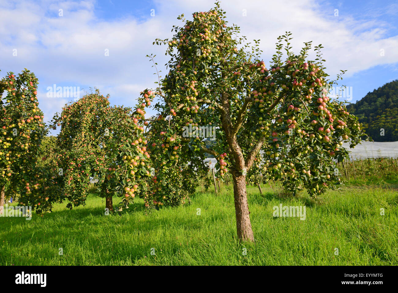 apple tree (Malus domestica), apple trees with ripe apples, Germany ...