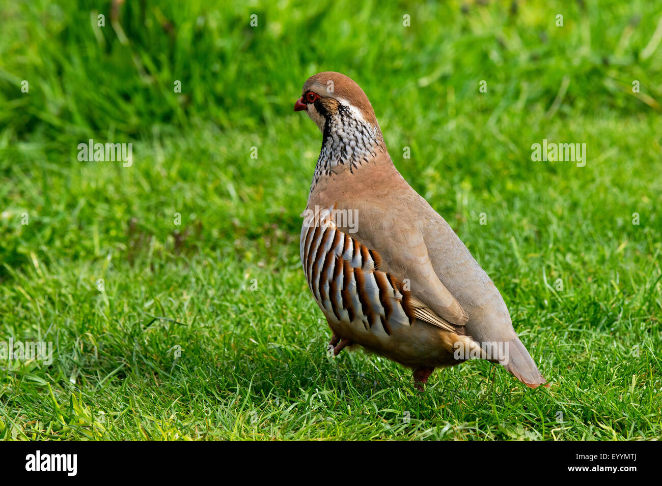 Female partridge hi-res stock photography and images - Alamy