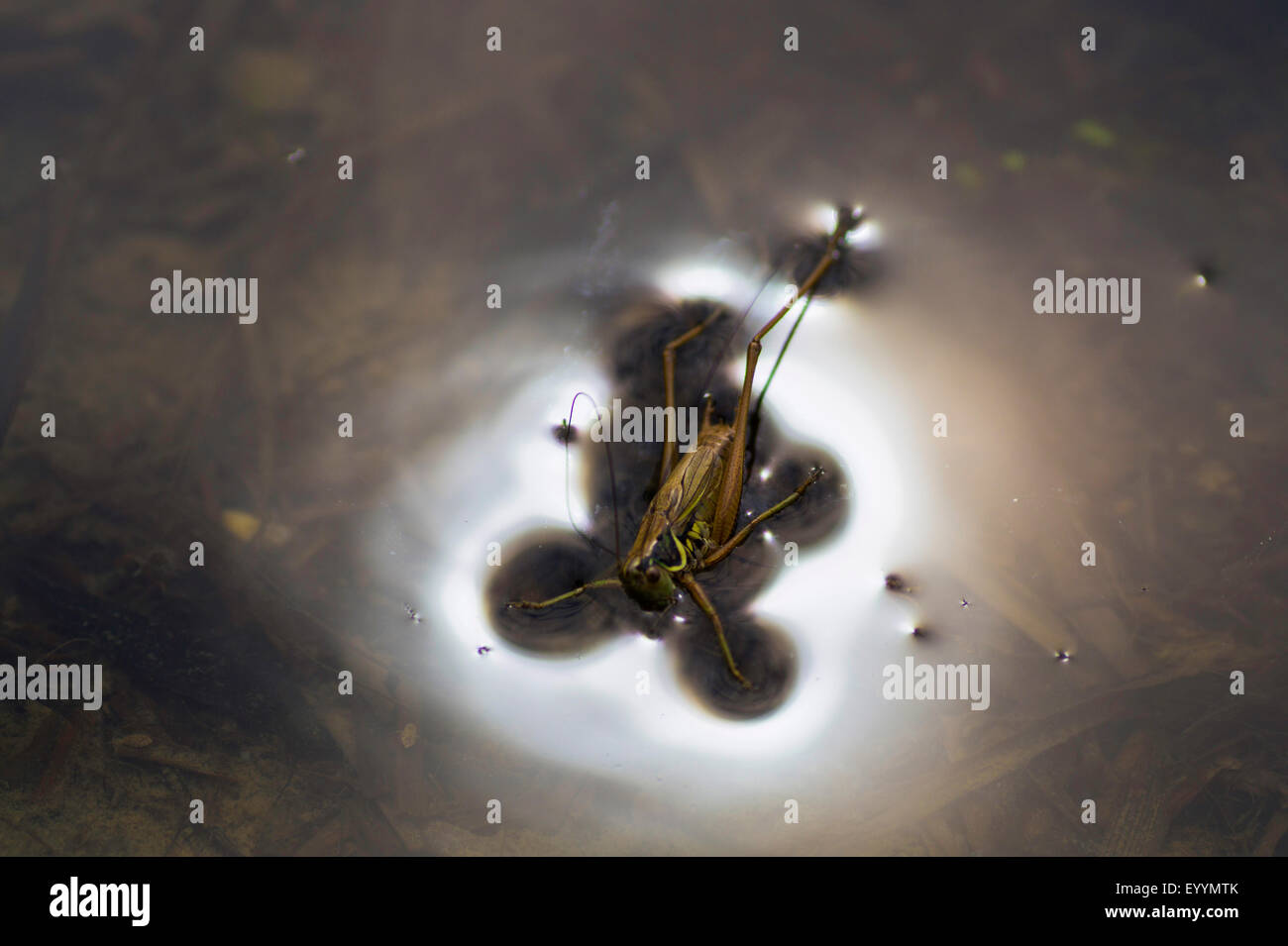 locust fallen in water, Germany, Thueringen, Plothener Teichgebiet ...