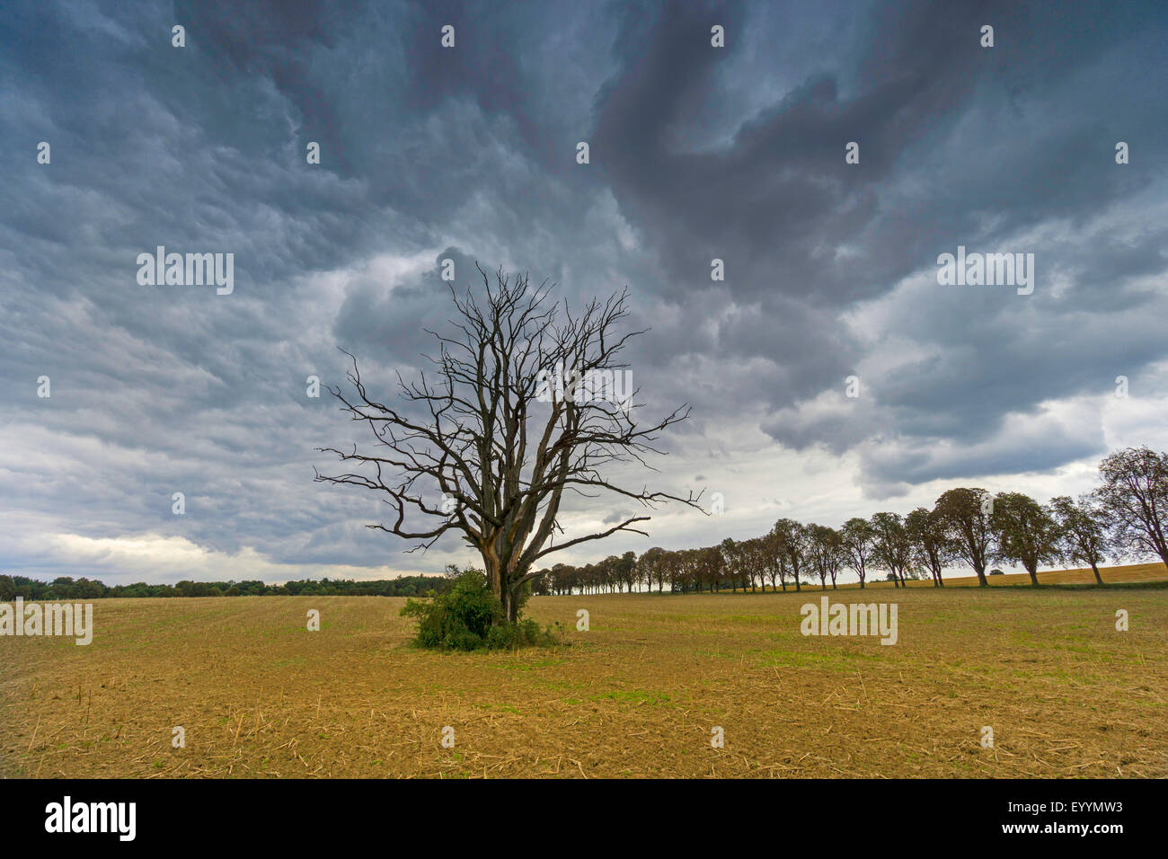 Dominant dead tree hi-res stock photography and images - Alamy