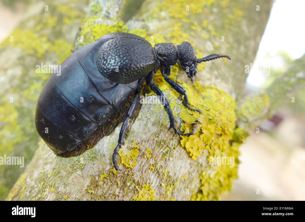 Spanish oil beetle hi-res stock photography and images - Alamy