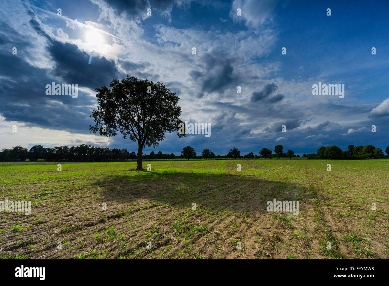 Single Tree In A Field During A Storm