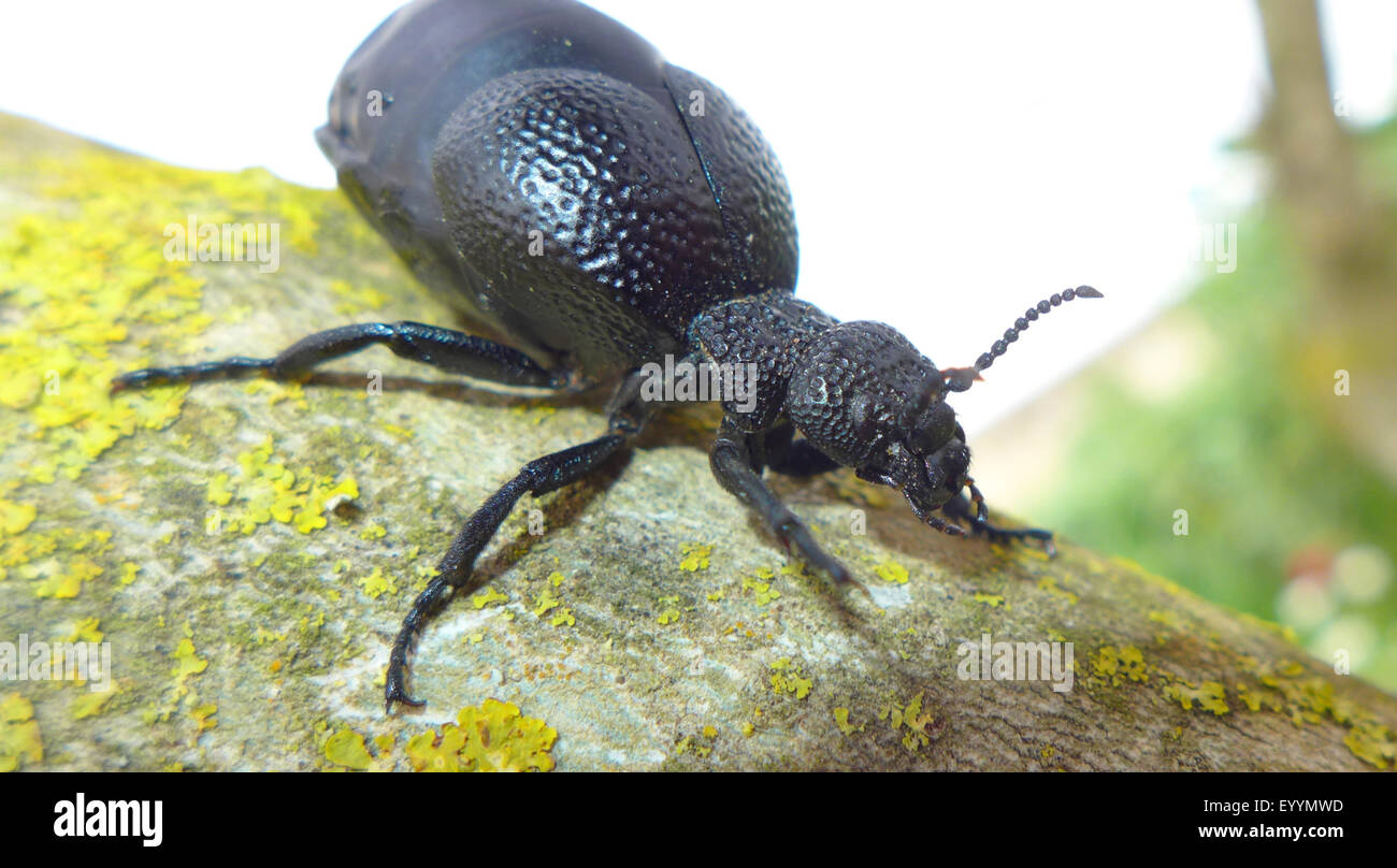 Spanish oil beetle hi-res stock photography and images - Alamy