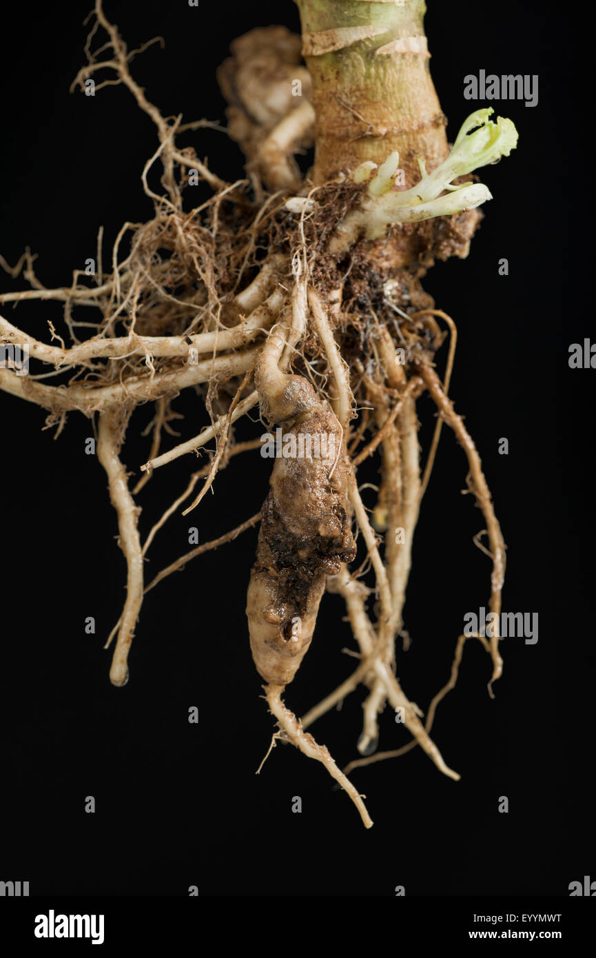 Club Root High Resolution Stock Photography and Images - Alamy