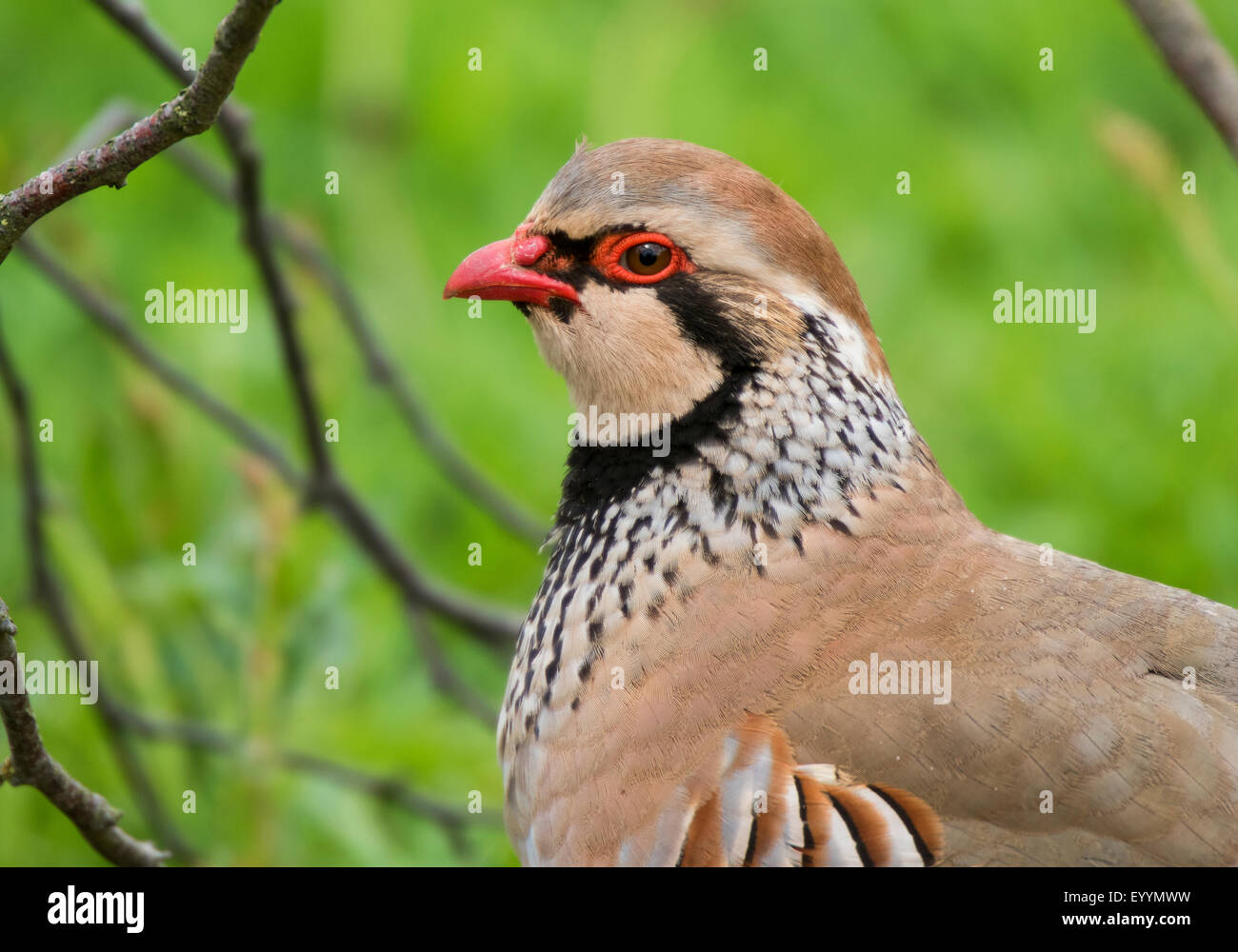 Male red legged partridge hi-res stock photography and images - Alamy