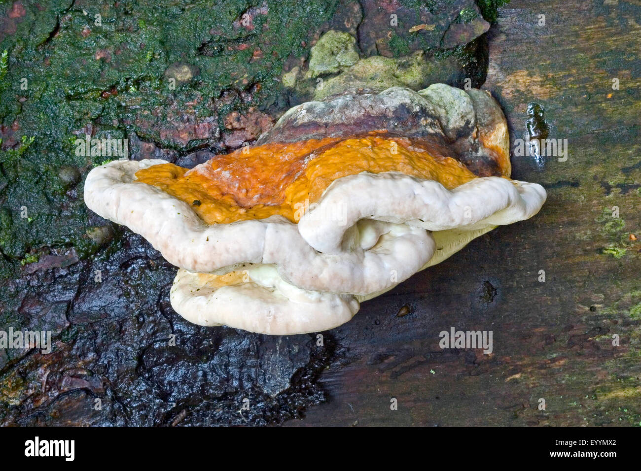 Red Banded Polypore, Red-banded Polypore, Red belted Bracket, Red ...