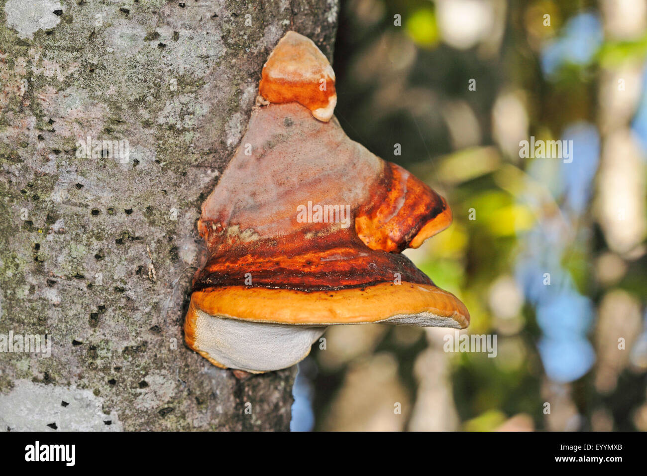 Red Banded Polypore, Red-banded Polypore, Red belted Bracket, Red ...