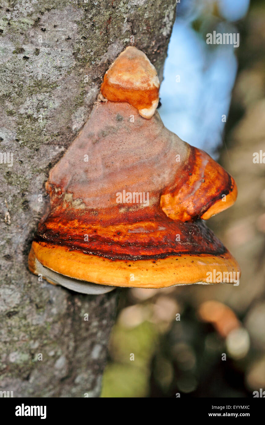 Banded bracket fungus hi-res stock photography and images - Alamy