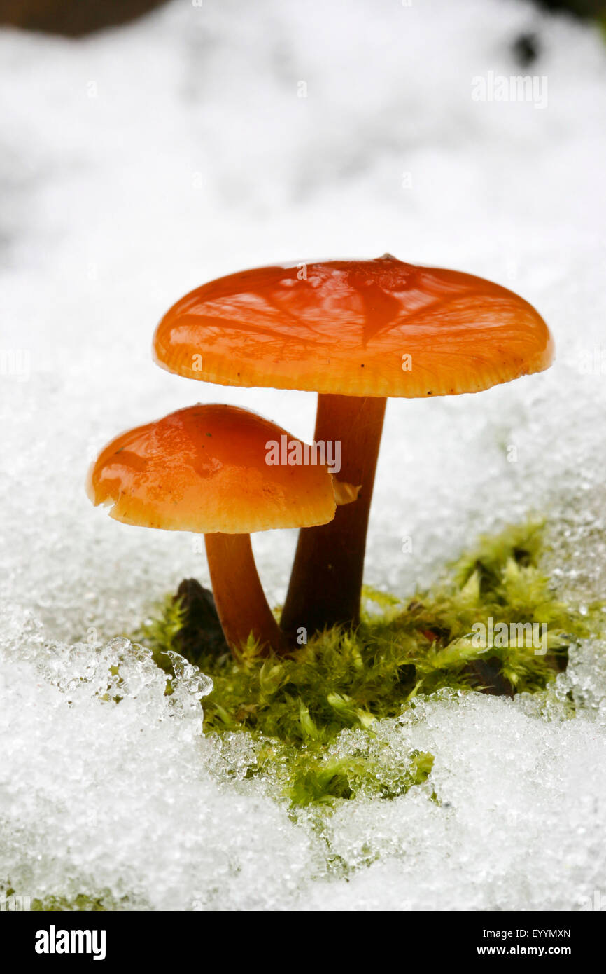Velvet Shank, Enoki Mushrooms, Golden needle mushroom, Winter mushroom ...
