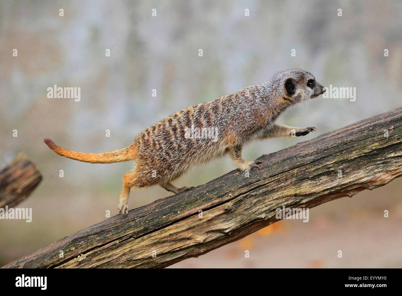 suricate, slender-tailed meerkat (Suricata suricatta), running up a ...