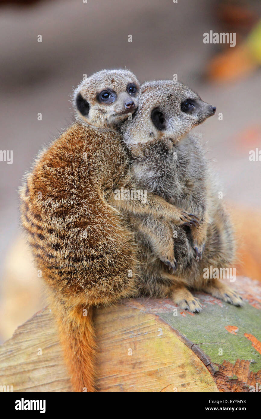 suricate, slender-tailed meerkat (Suricata suricatta), two suricates ...
