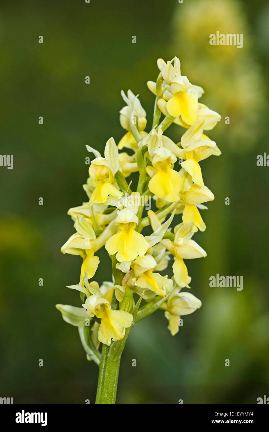 pale-flowered orchid (Orchis pallens), inflorescence, Germany Stock ...