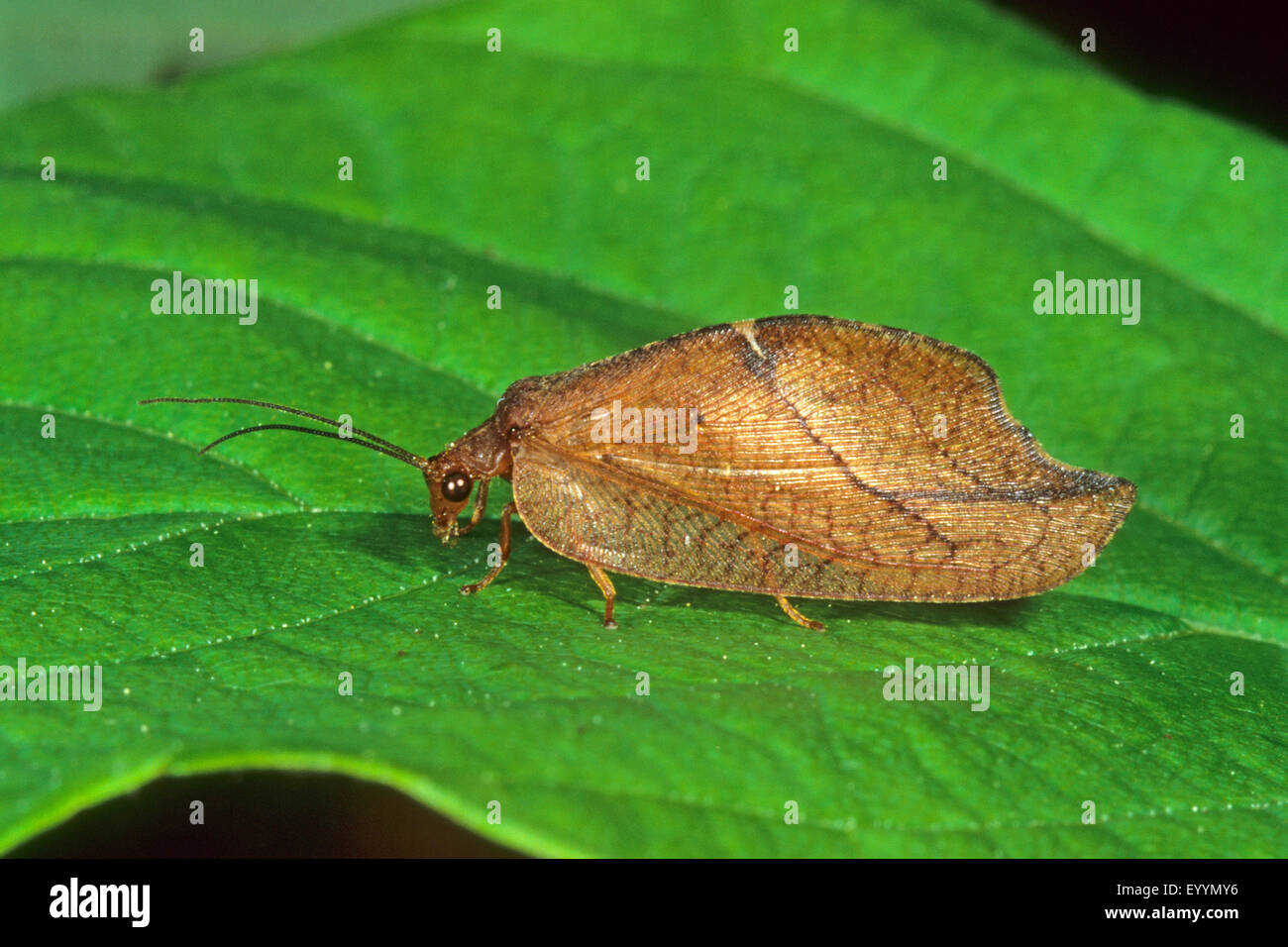 lacewing (Drepanepteryx phalaenoides), brown lacewing on a leaf Stock ...