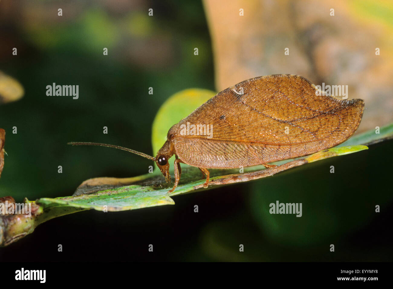 lacewing (Drepanepteryx phalaenoides), brown lacewing on a leaf Stock ...