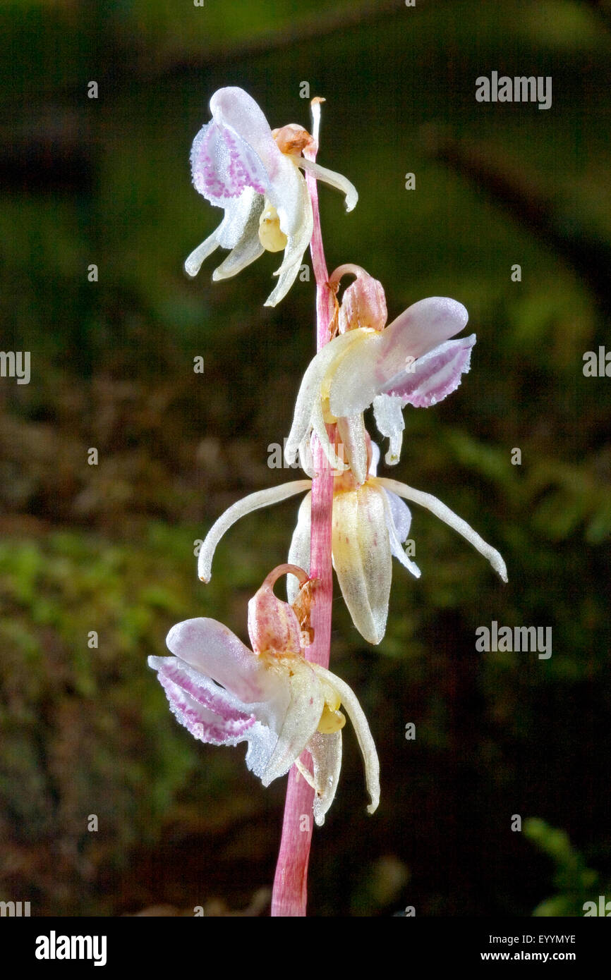 ghost orchid (Epipogium aphyllum), blossoms of the ghost orchid ...
