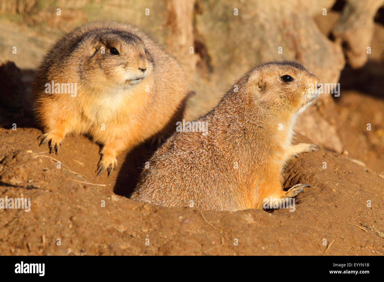 Black Tailed Prairie Dog Marmots High Resolution Stock Photography and ...
