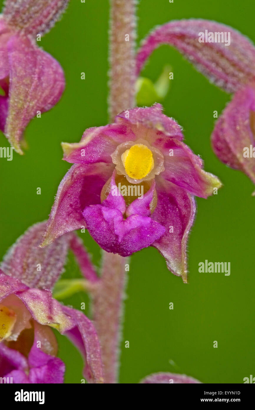 Dark-red helleborine, Royal helleborine (Epipactis atrorubens), flower ...