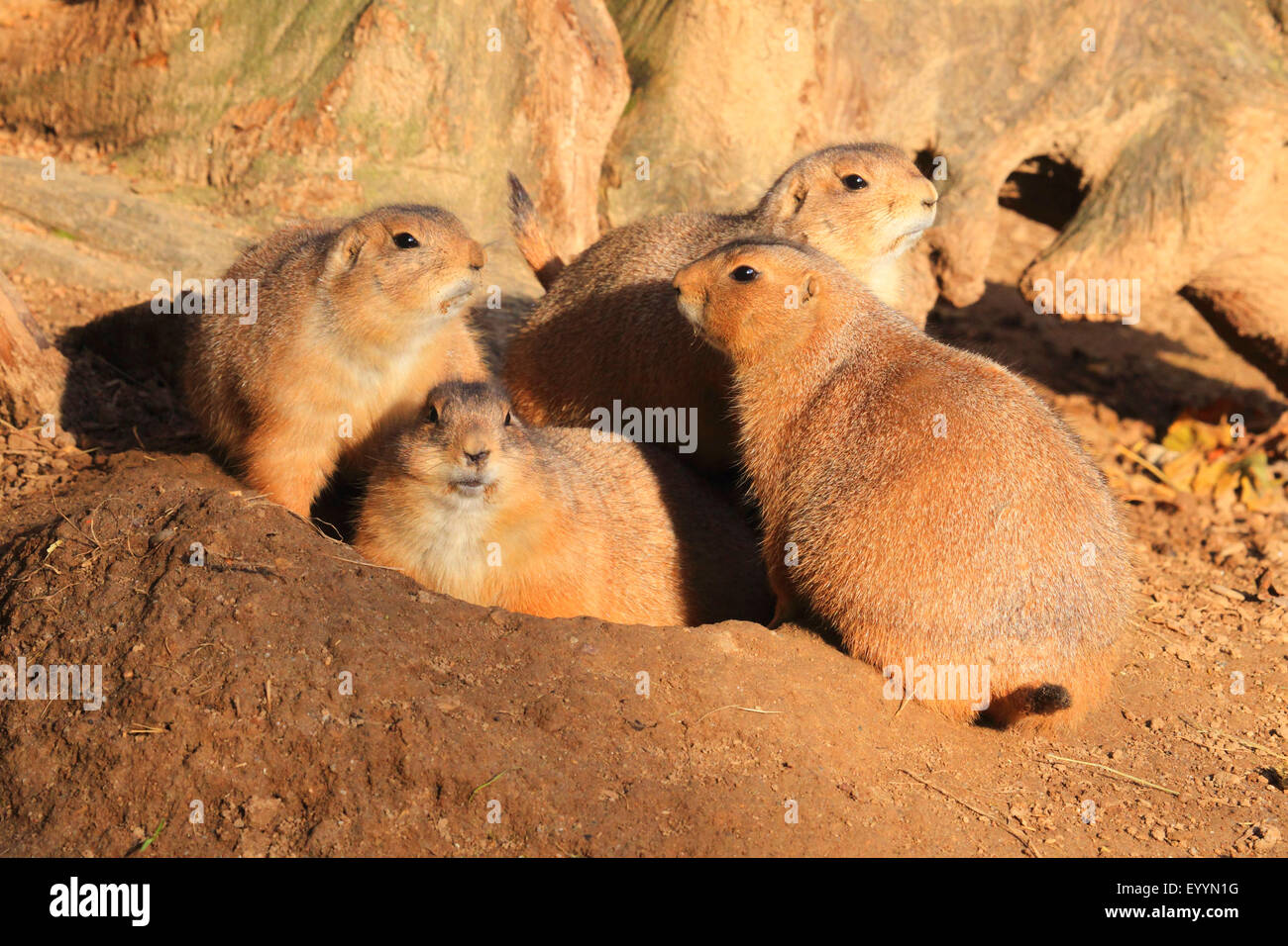 Black Tailed Prairie Dog Marmots High Resolution Stock Photography and ...