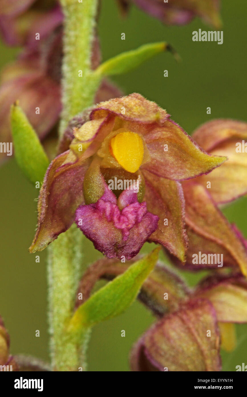 Dark-red helleborine, Royal helleborine (Epipactis atrorubens), flower ...