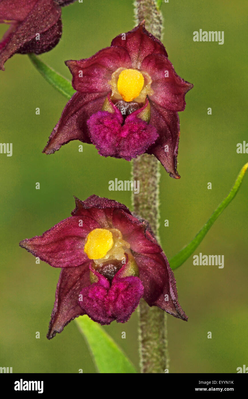 Dark-red helleborine, Royal helleborine (Epipactis atrorubens), flower ...