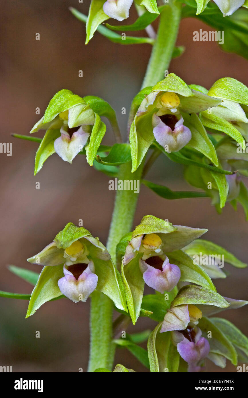 Broad-leaved helleborine, Eastern helleborine (Epipactis helleborine ...