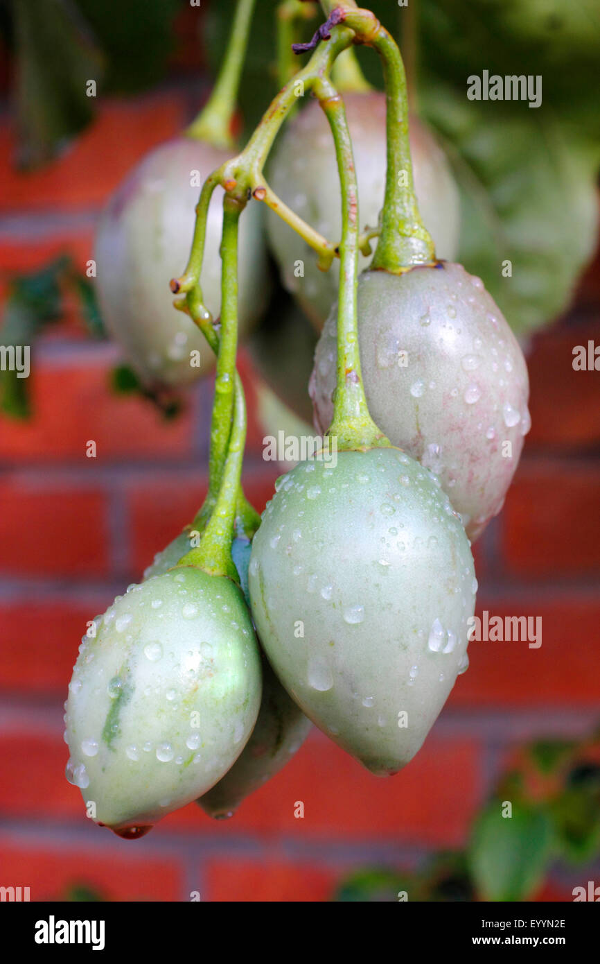 Tomato Tree Fruits High Resolution Stock Photography and Images - Alamy