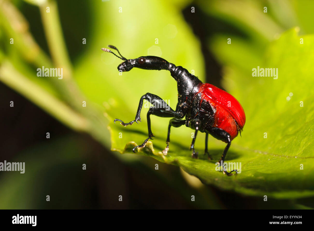 Giraffe Weevil High Resolution Stock Photography and Images - Alamy