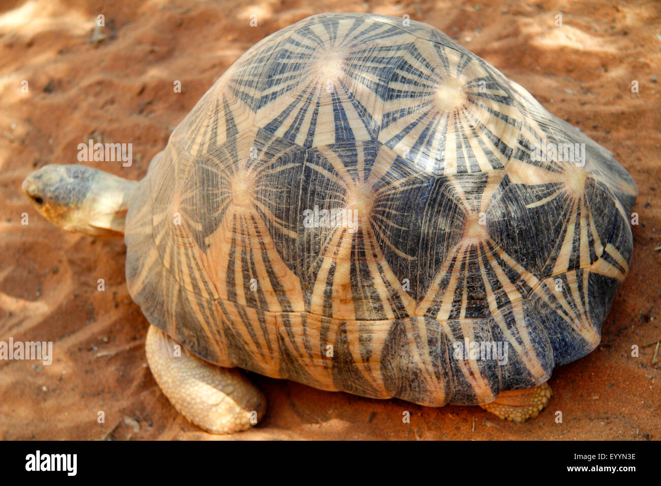 Madagascar Radiated Tortoise Geochelone Radiata High Resolution Stock ...