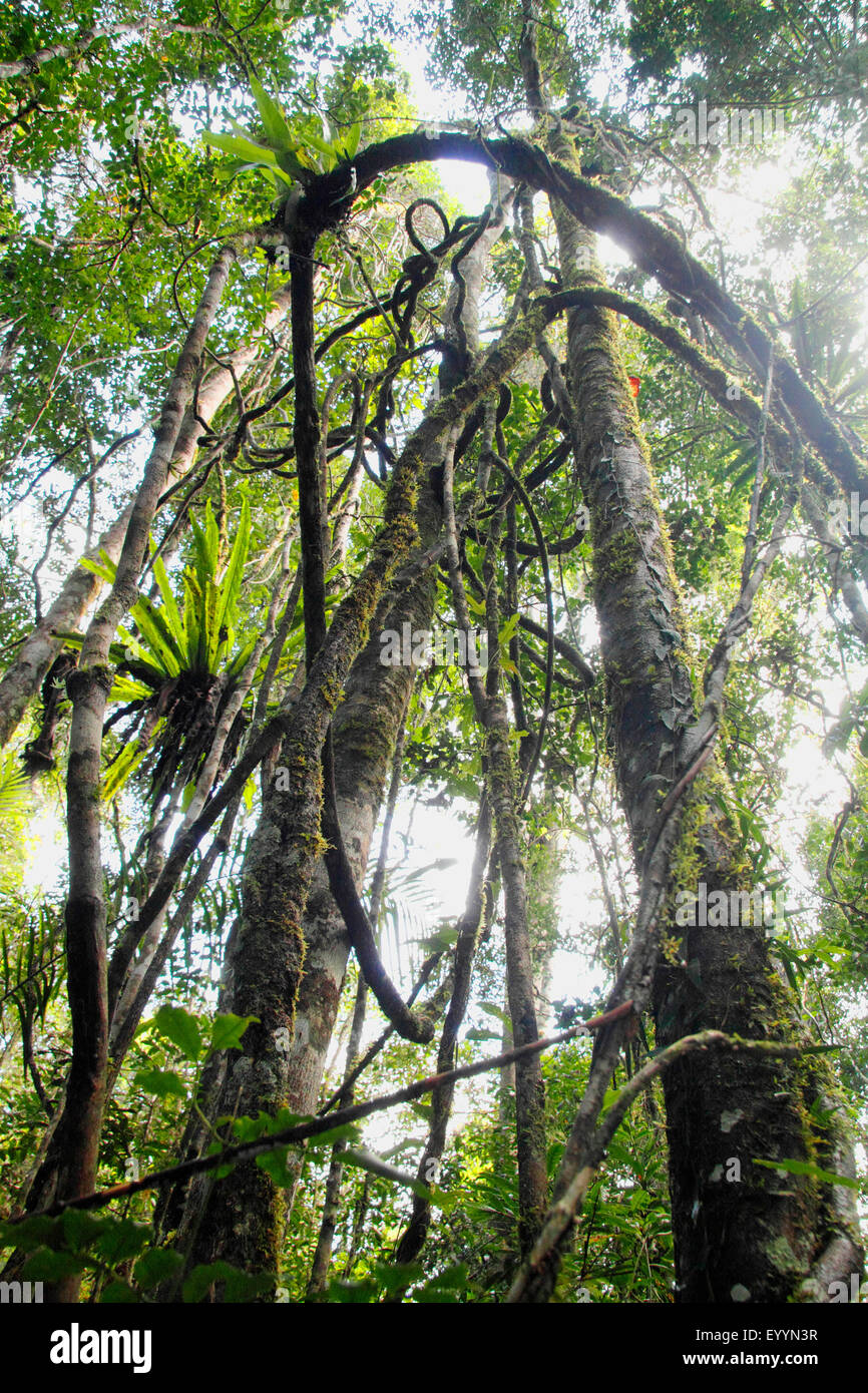 Rainforest Treetops High Resolution Stock Photography and Images - Alamy
