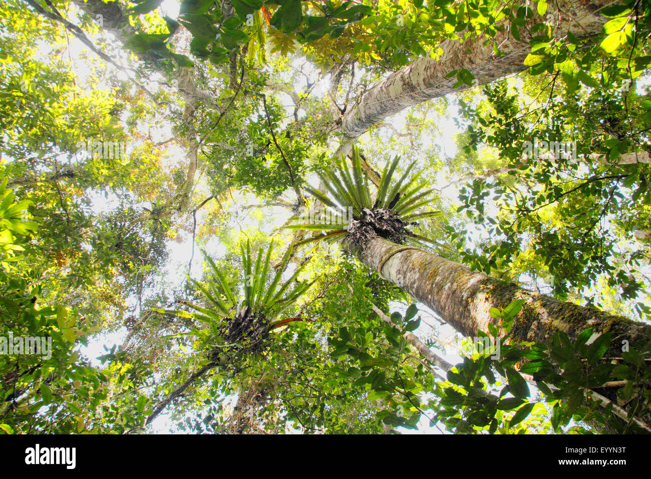 Rainforest Treetops High Resolution Stock Photography and Images - Alamy