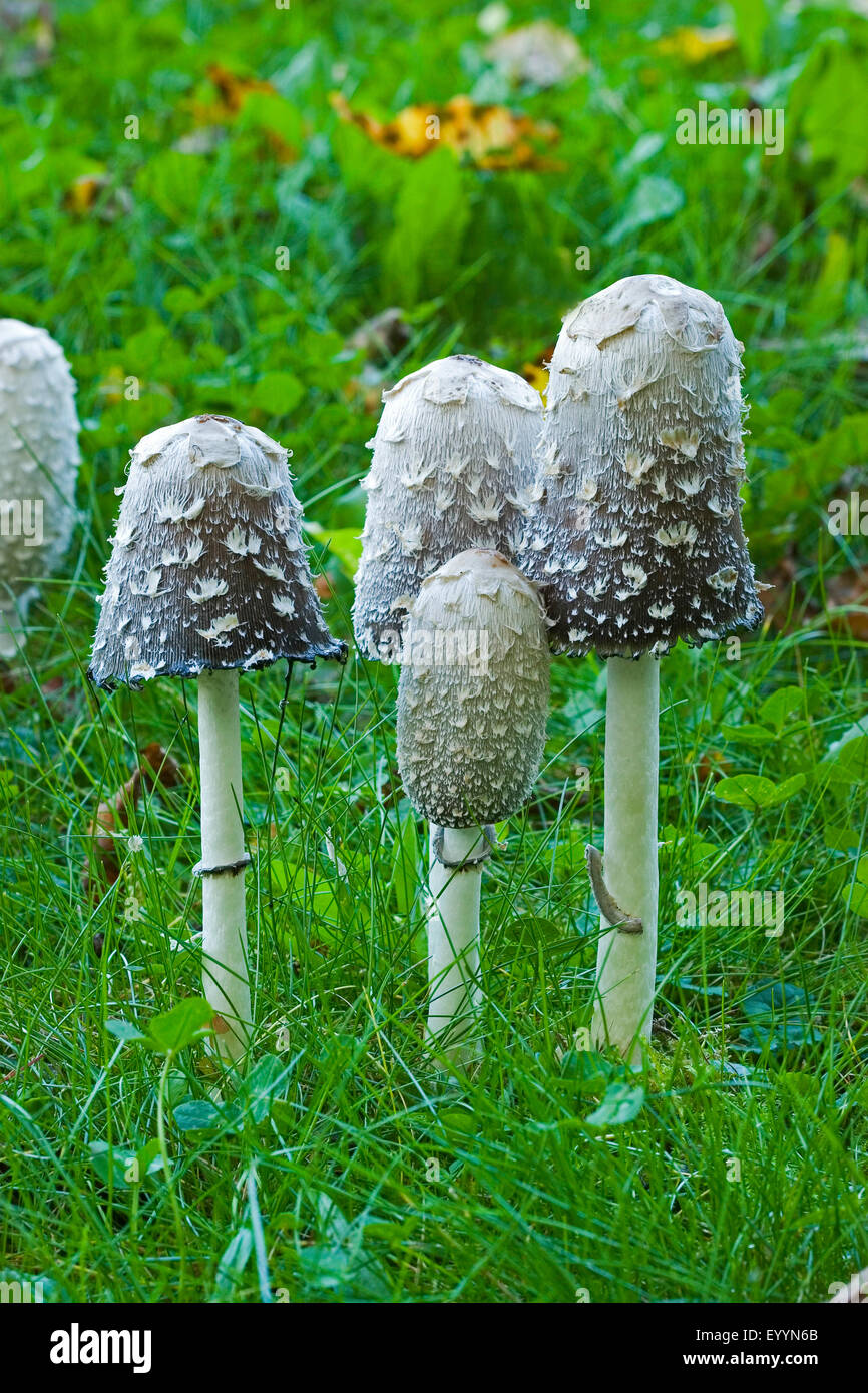 Shaggy grass hi-res stock photography and images - Alamy